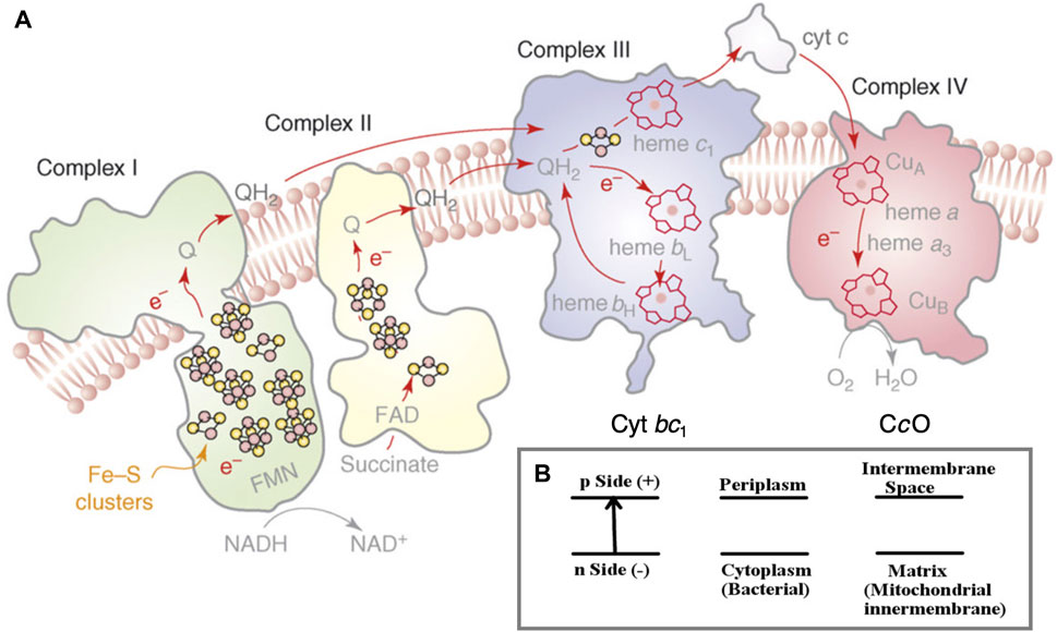 Frontiers | Reaction pathways, proton transfer, and proton pumping in ...