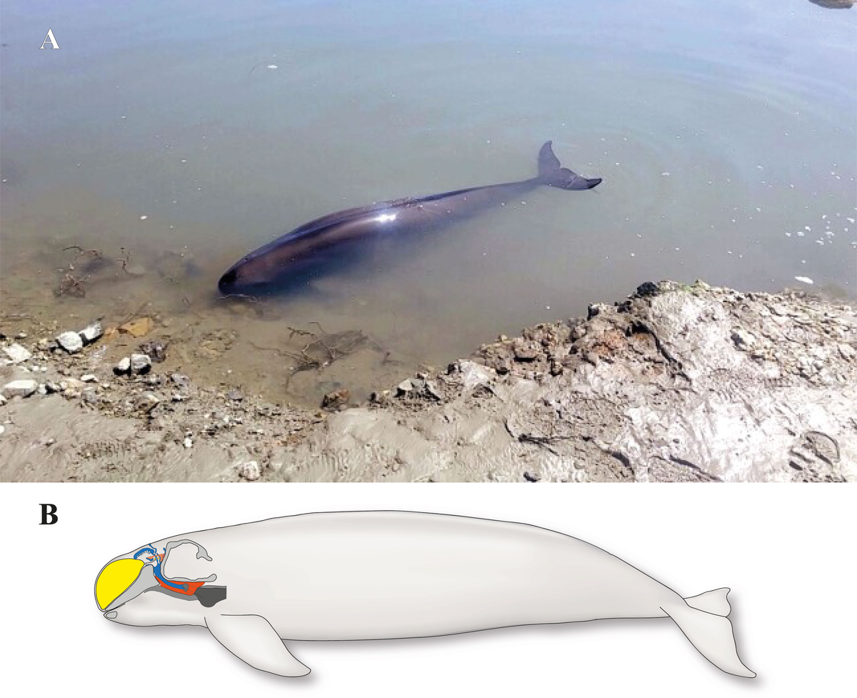 Frontiers | Novel morphological and molecular data for Nasitrema spp ...