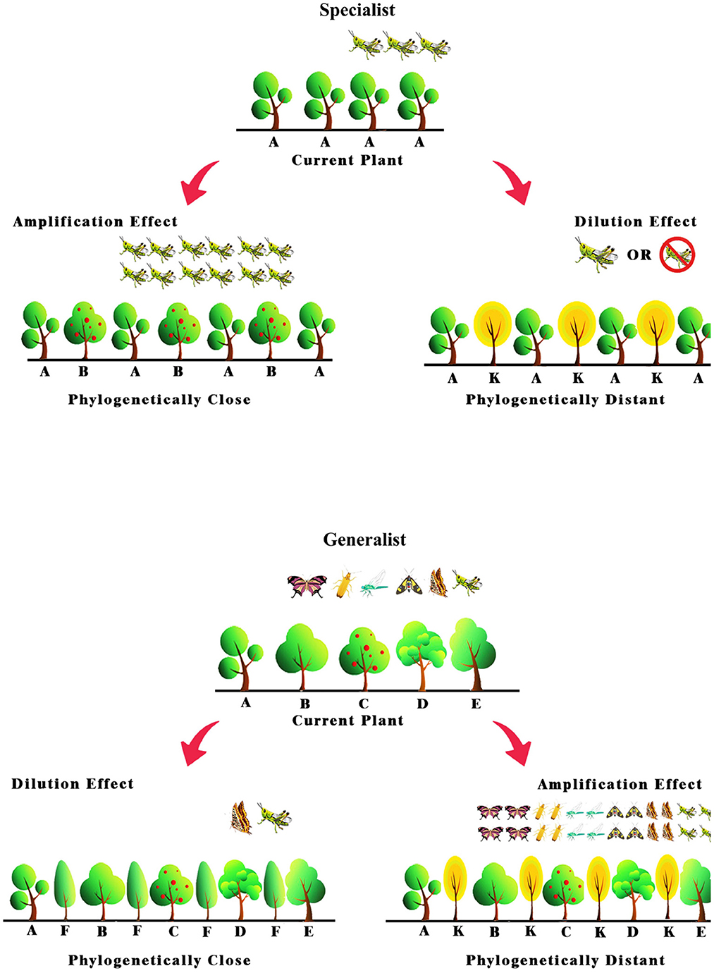 Frontiers | Plant phylogenetic relatedness and herbivore specialization ...