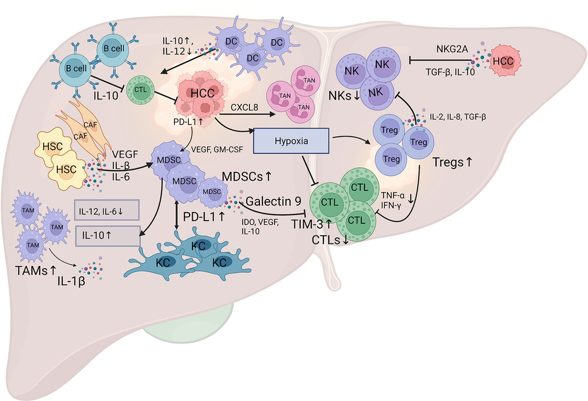 Frontiers | Current insights into the hepatic microenvironment and ...