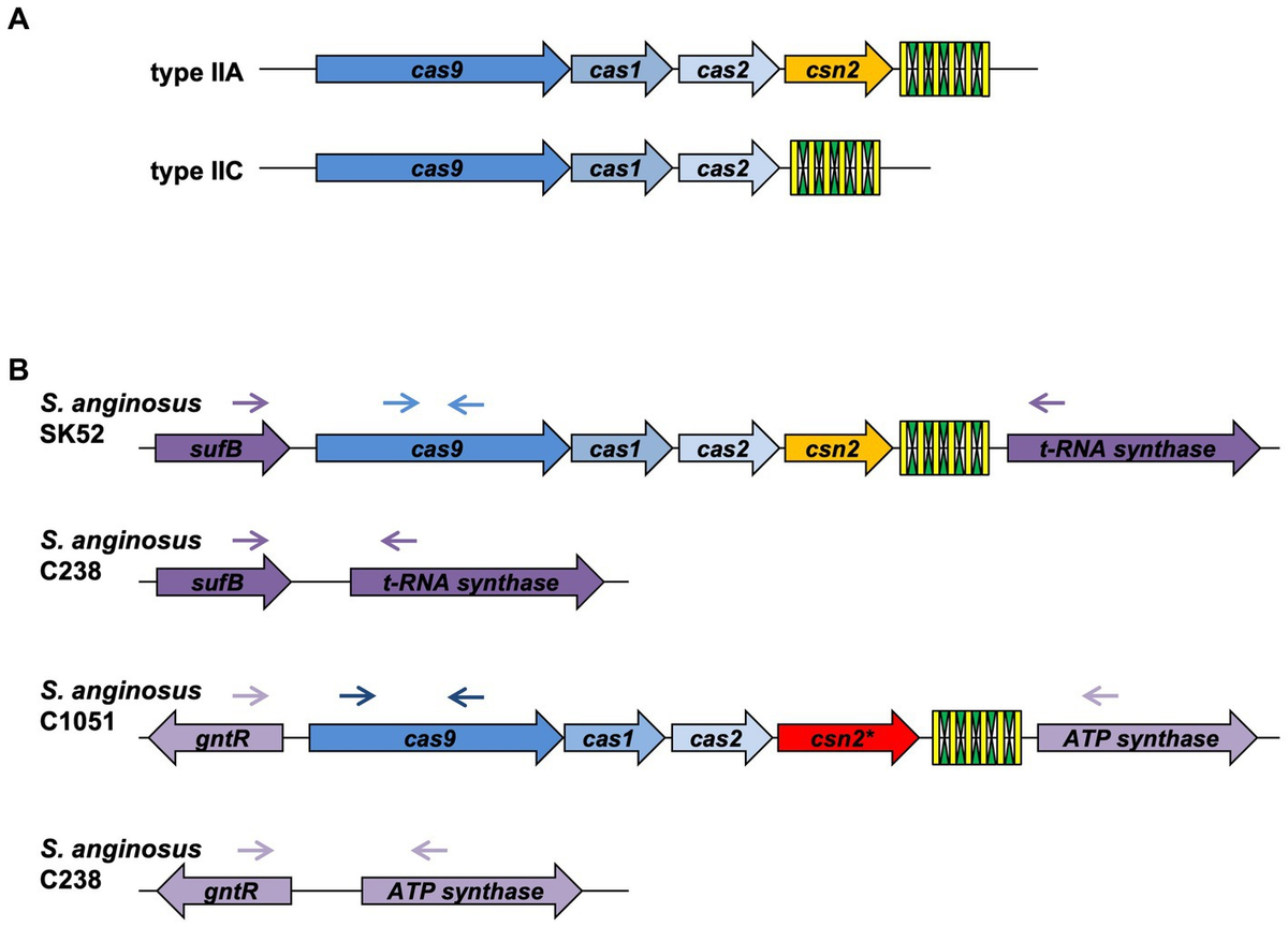 Frontiers | Diversity of CRISPR-Cas type II-A systems in Streptococcus ...