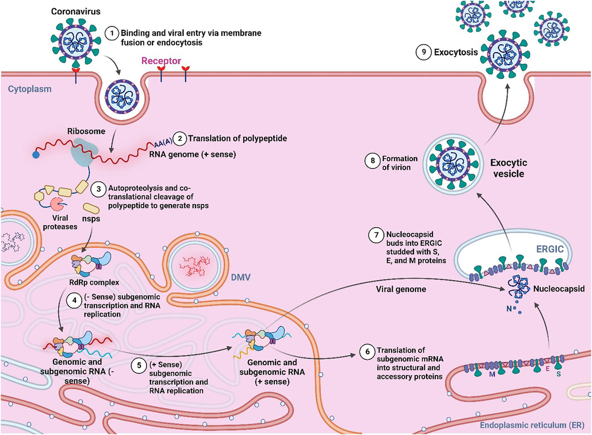 Frontiers | Mechanistic inhibition of Monkeypox and Marburg virus infection by O-rhamnosides and ...
