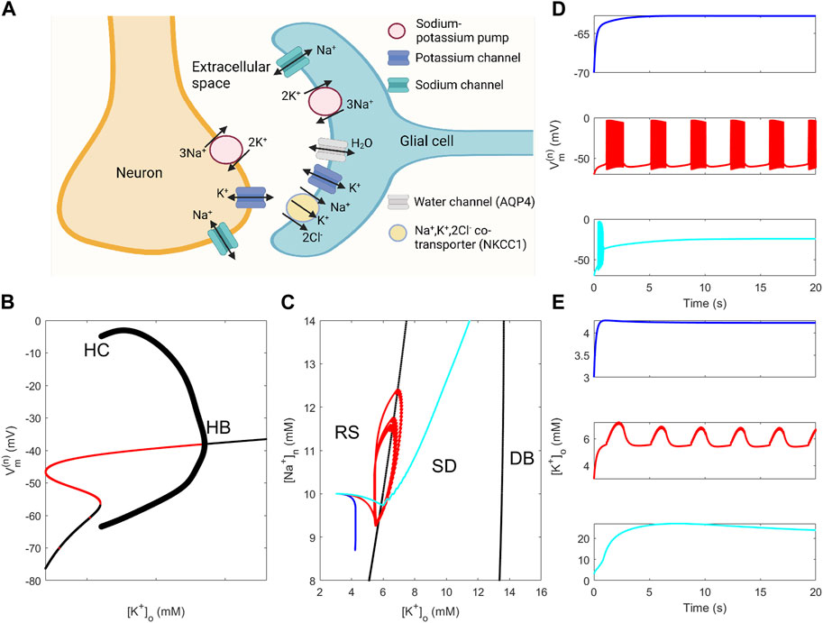 Frontiers | Slow ion concentration oscillations and multiple states in ...