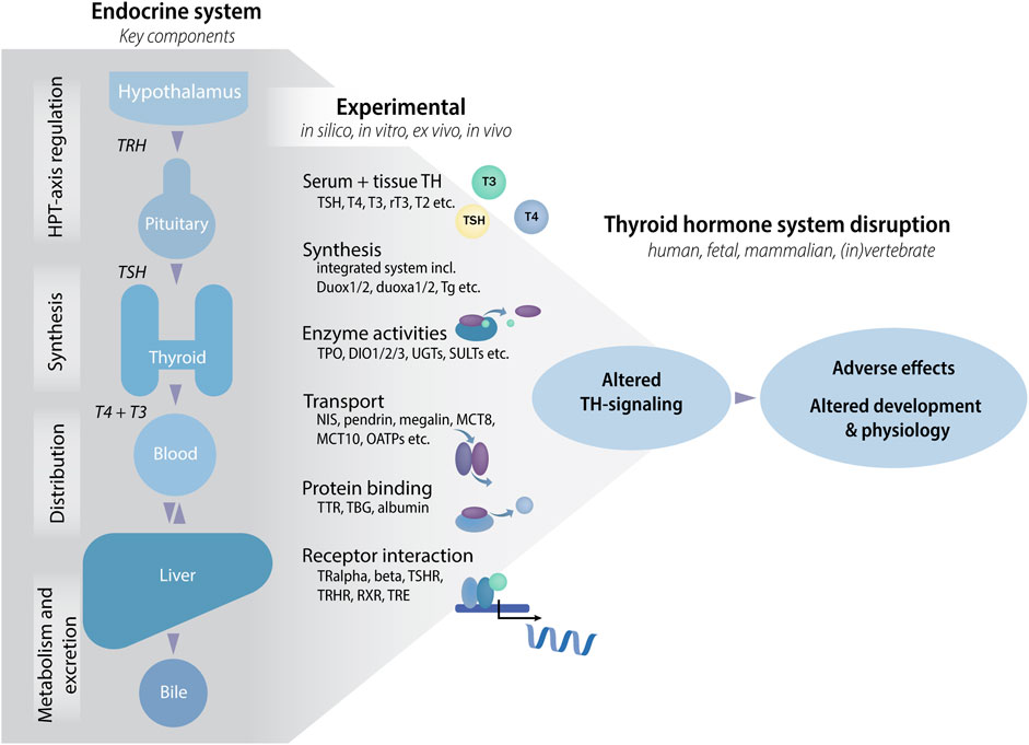 Frontiers | New approach methods to improve human health risk assessment of thyroid hormone ...
