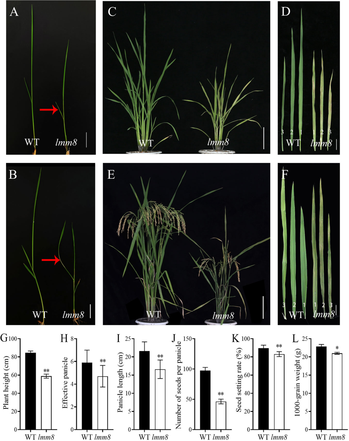 Frontiers | Lesion mimic mutant 8 balances disease resistance and ...