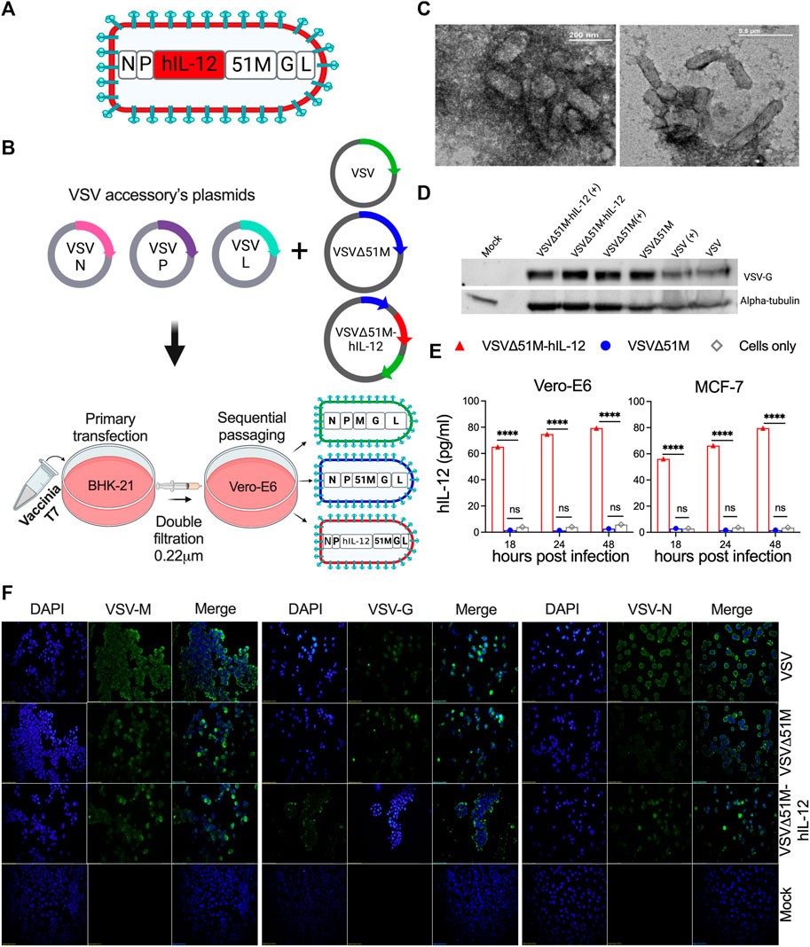 Frontiers | Construction of VSVΔ51M oncolytic virus expressing human ...