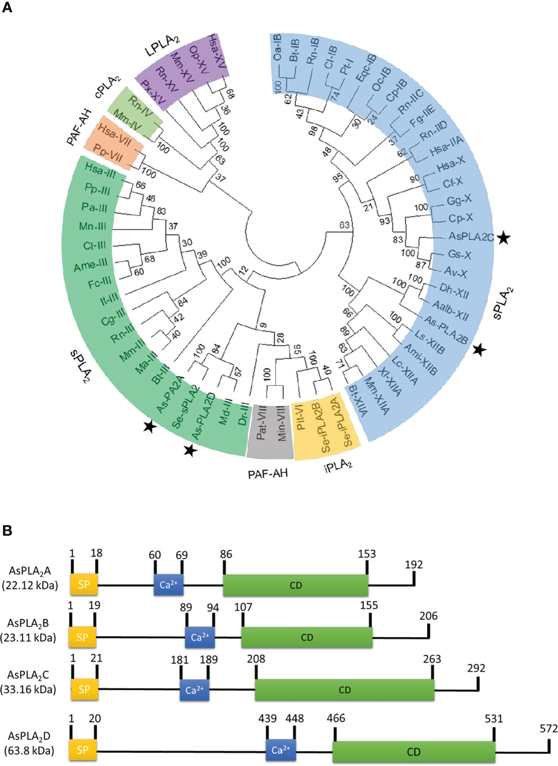 Frontiers | Identification of four secretory phospholipase A2s in a ...