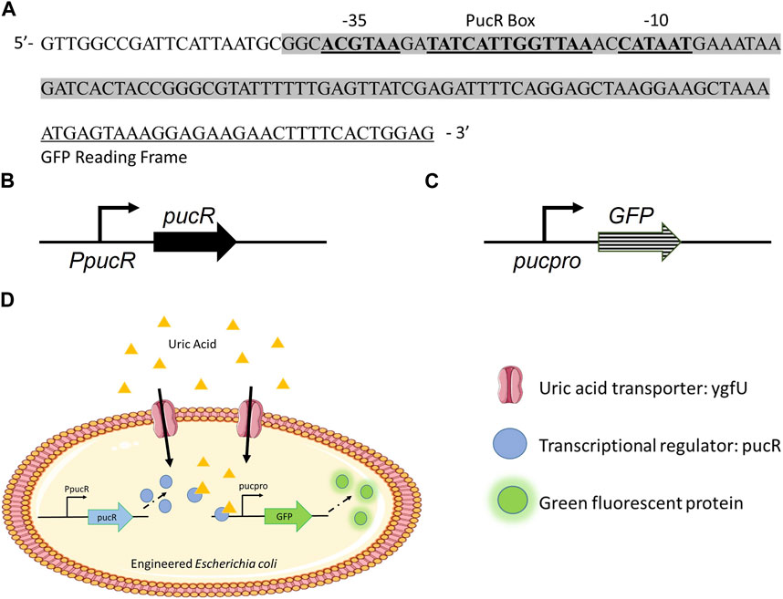 Frontiers | Engineering Escherichia coli for diagnosis and management ...