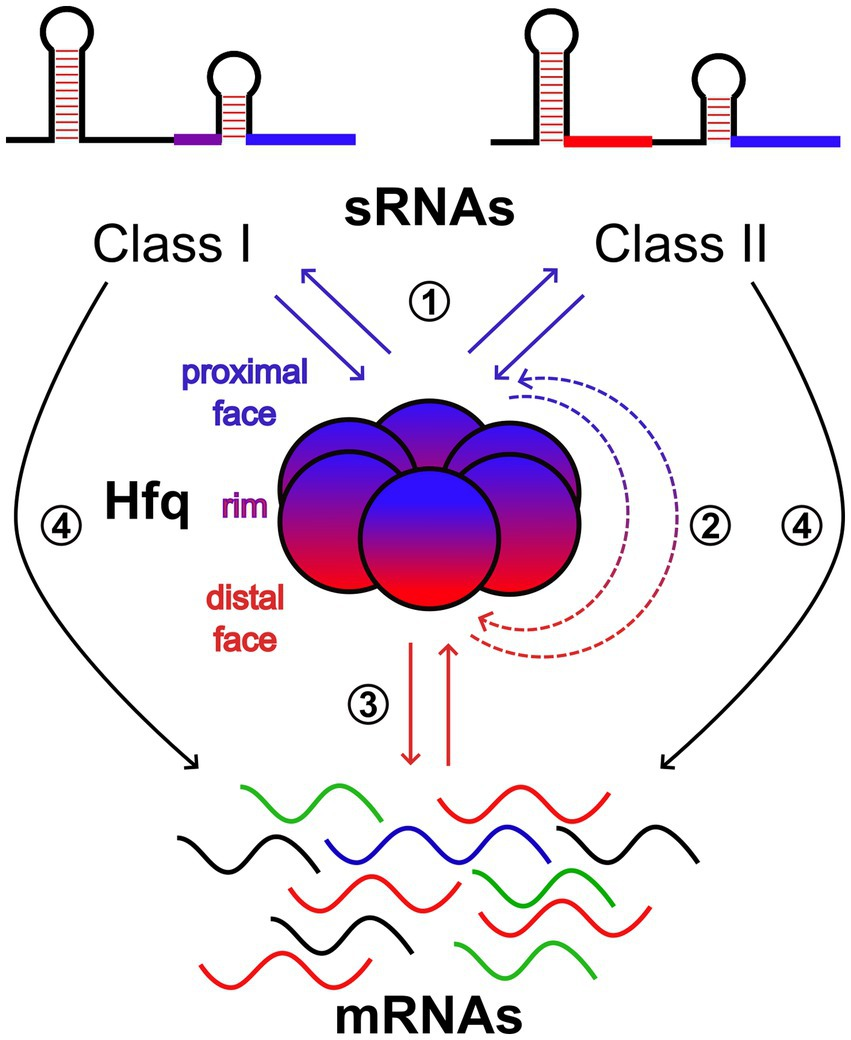 Frontiers | Little reason to call them small noncoding RNAs