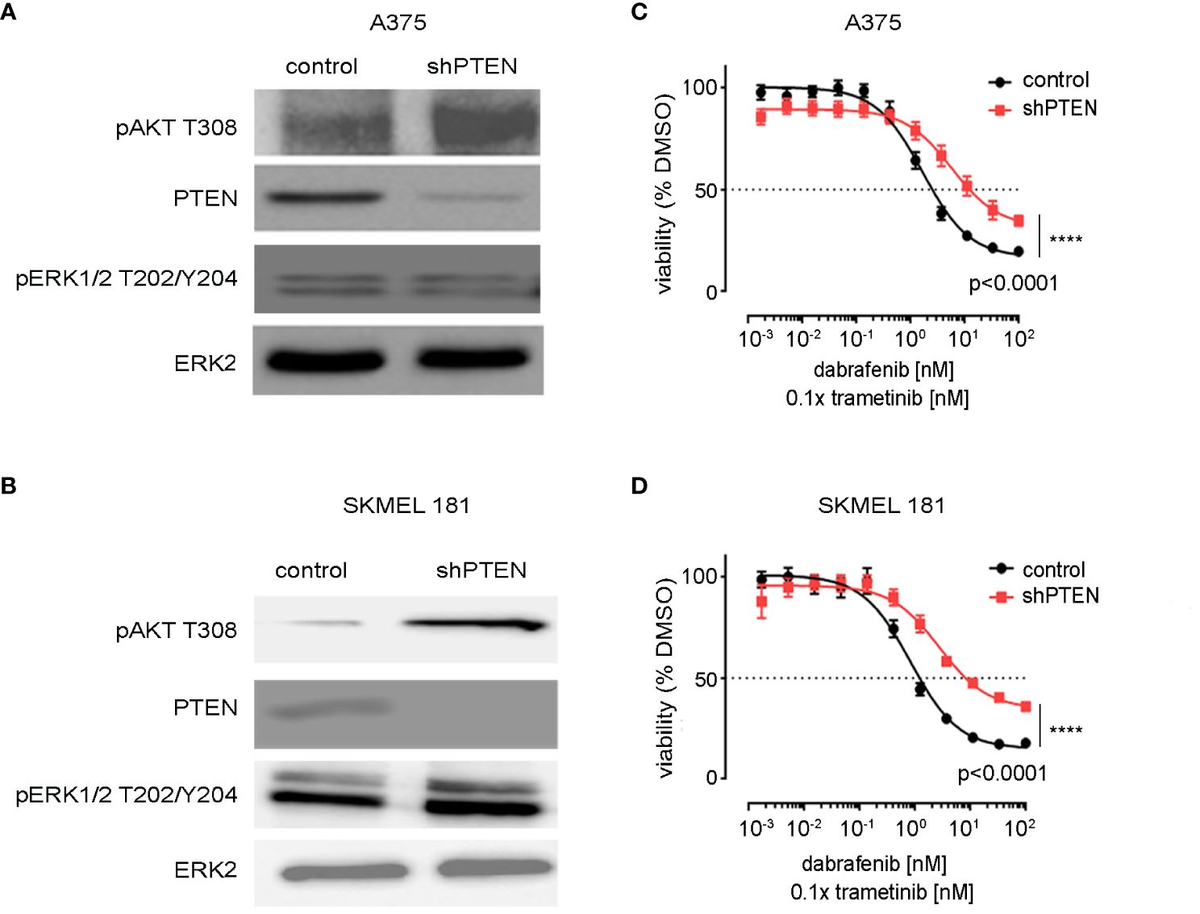 Frontiers | Neratinib, a pan ERBB/HER inhibitor, restores sensitivity ...