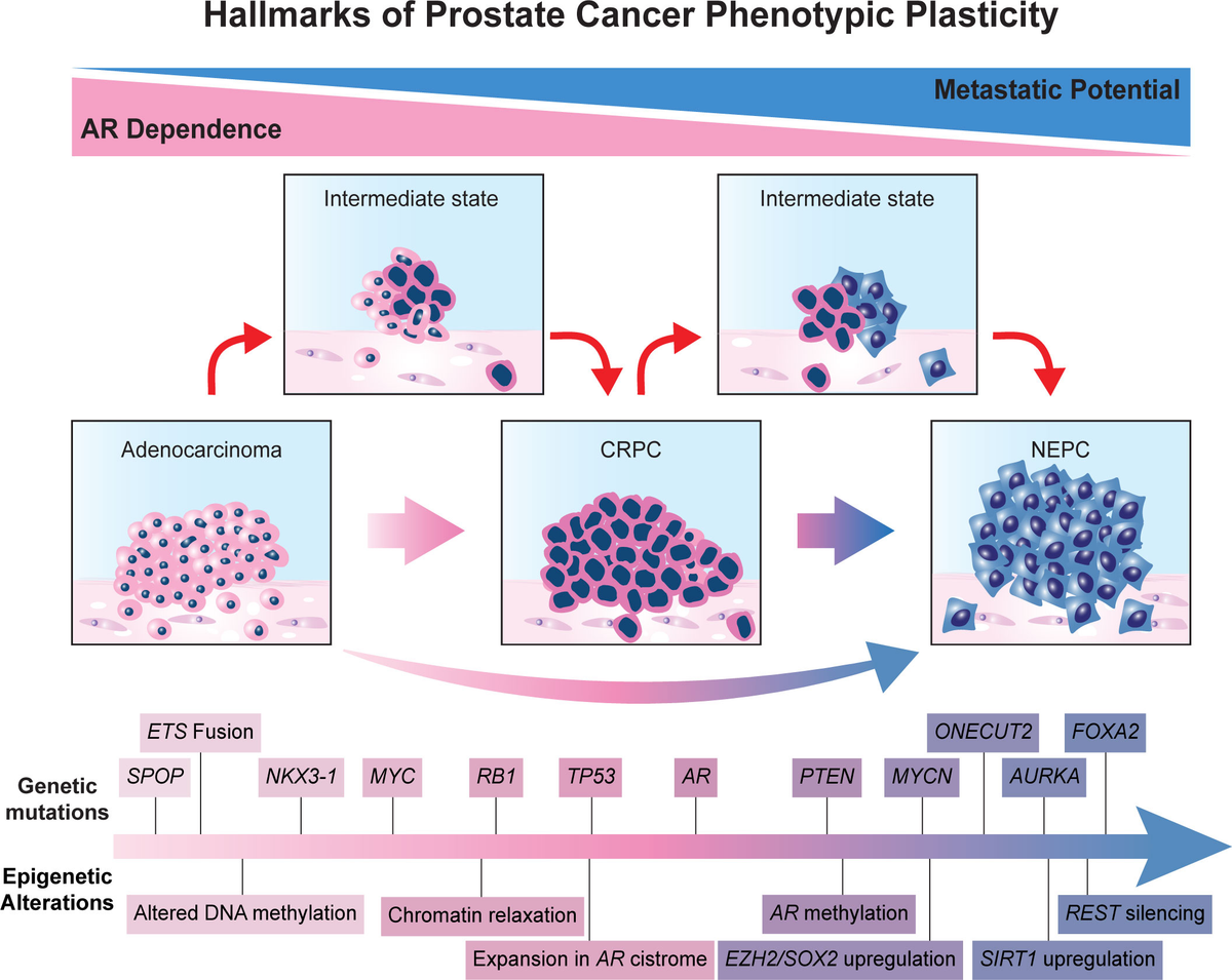 Frontiers | Lineage plasticity and treatment resistance in prostate ...