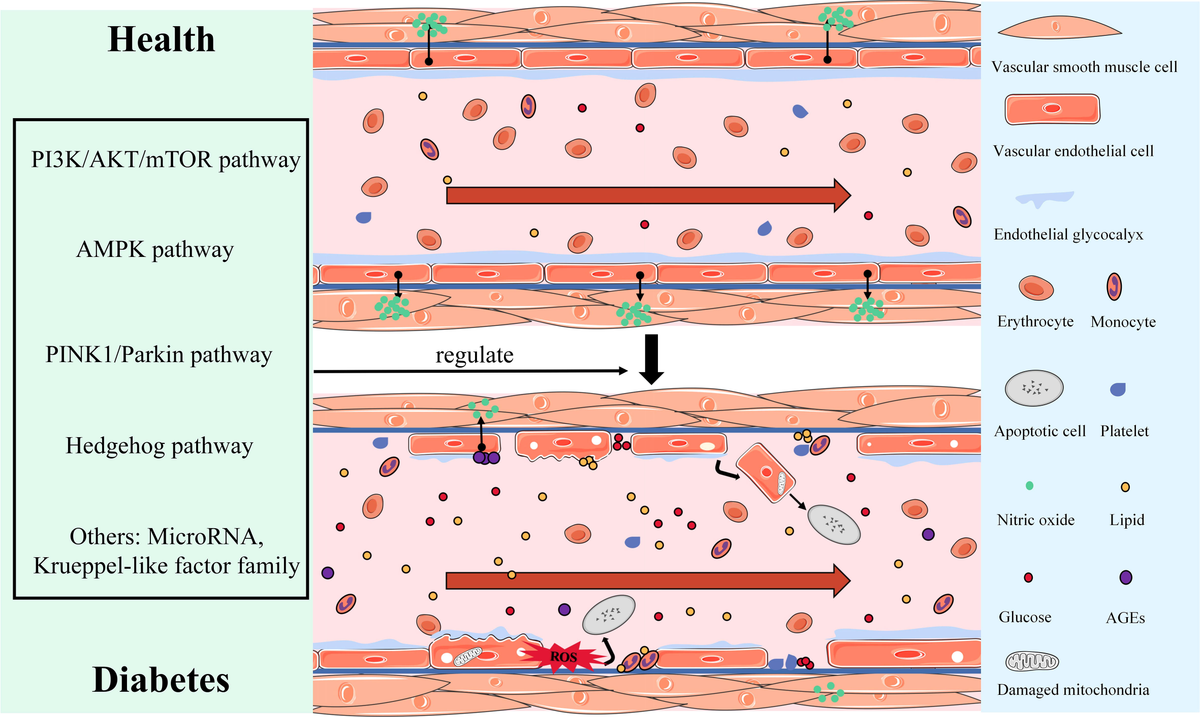 Frontiers | Physiological and pathological characteristics of vascular endothelial injury in ...