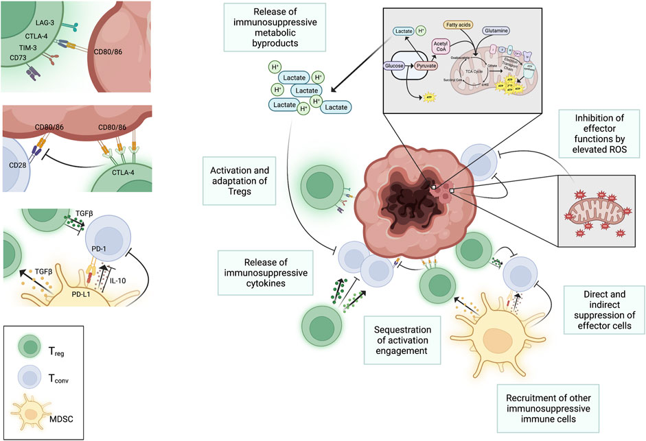 Frontiers | Modulation of T cell function and survival by the tumor ...