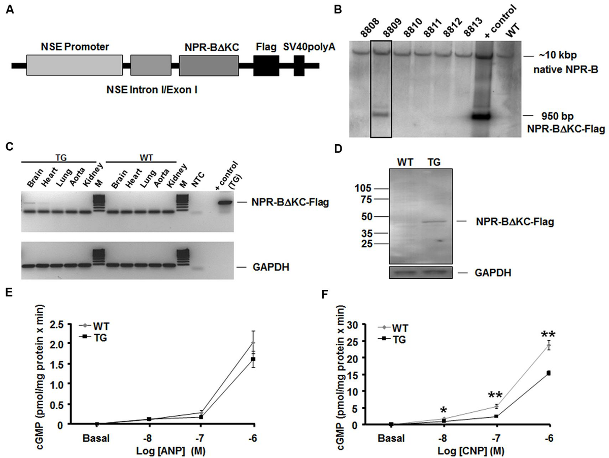 Frontiers | Regulation of hippocampal synaptic plasticity thresholds ...
