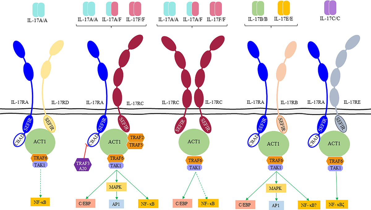 Frontiers | The paradigm of IL-23-independent production of IL-17F and ...