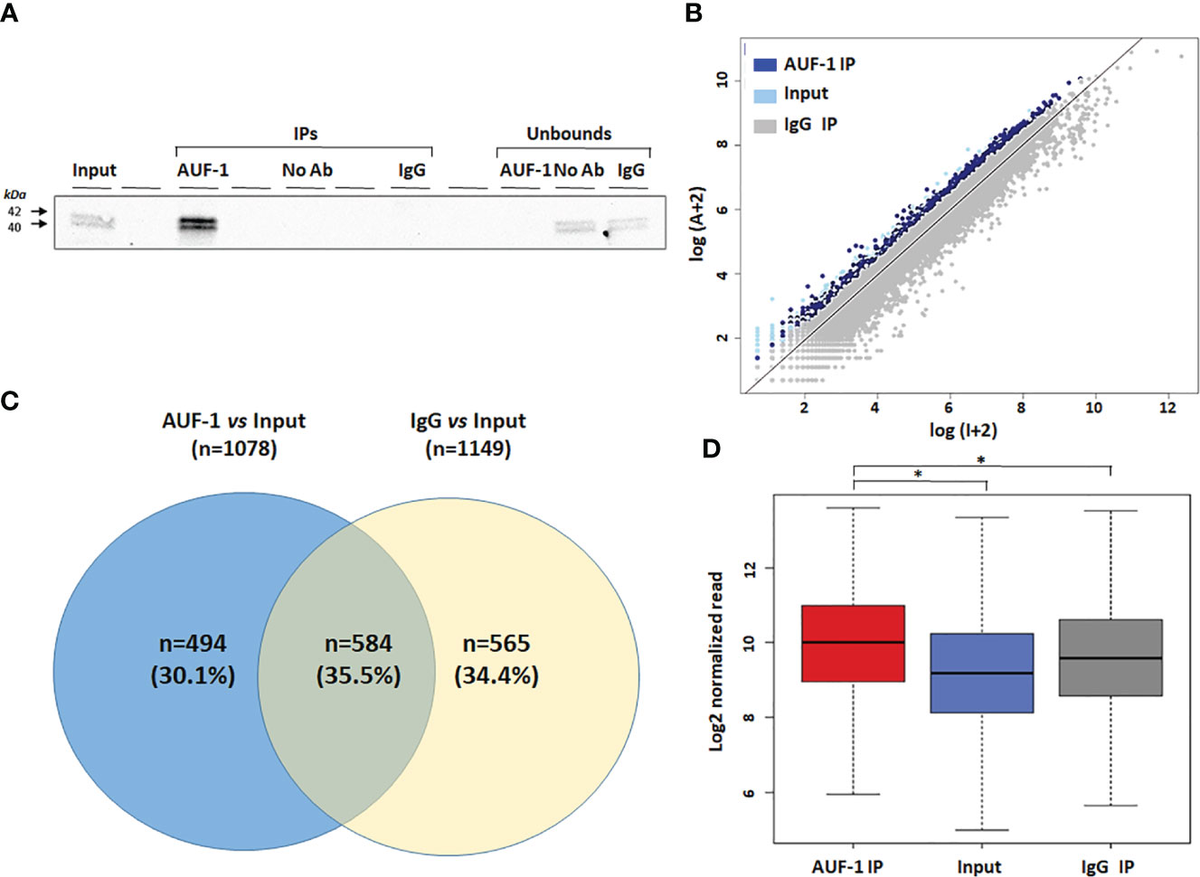Frontiers | Expression of targets of the RNA-binding protein AUF-1 in ...