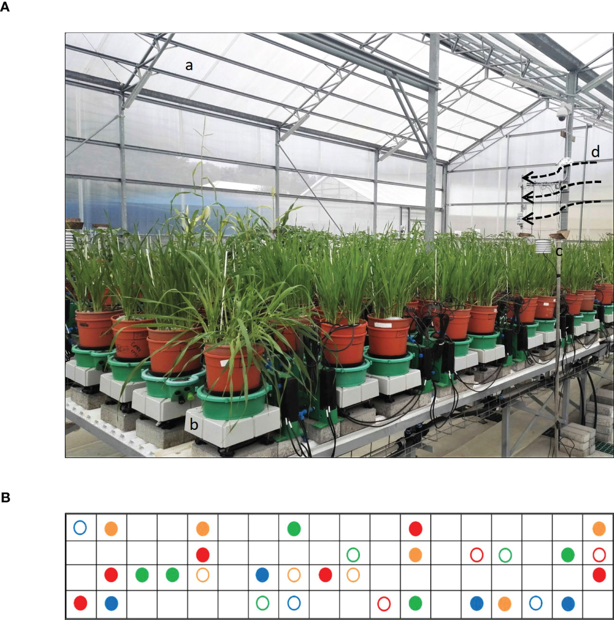 Frontiers | Drought and recovery in barley: key gene networks and ...