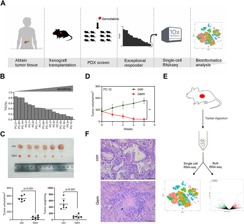Frontiers | Single-cell RNA sequencing revealed subclonal heterogeneity ...