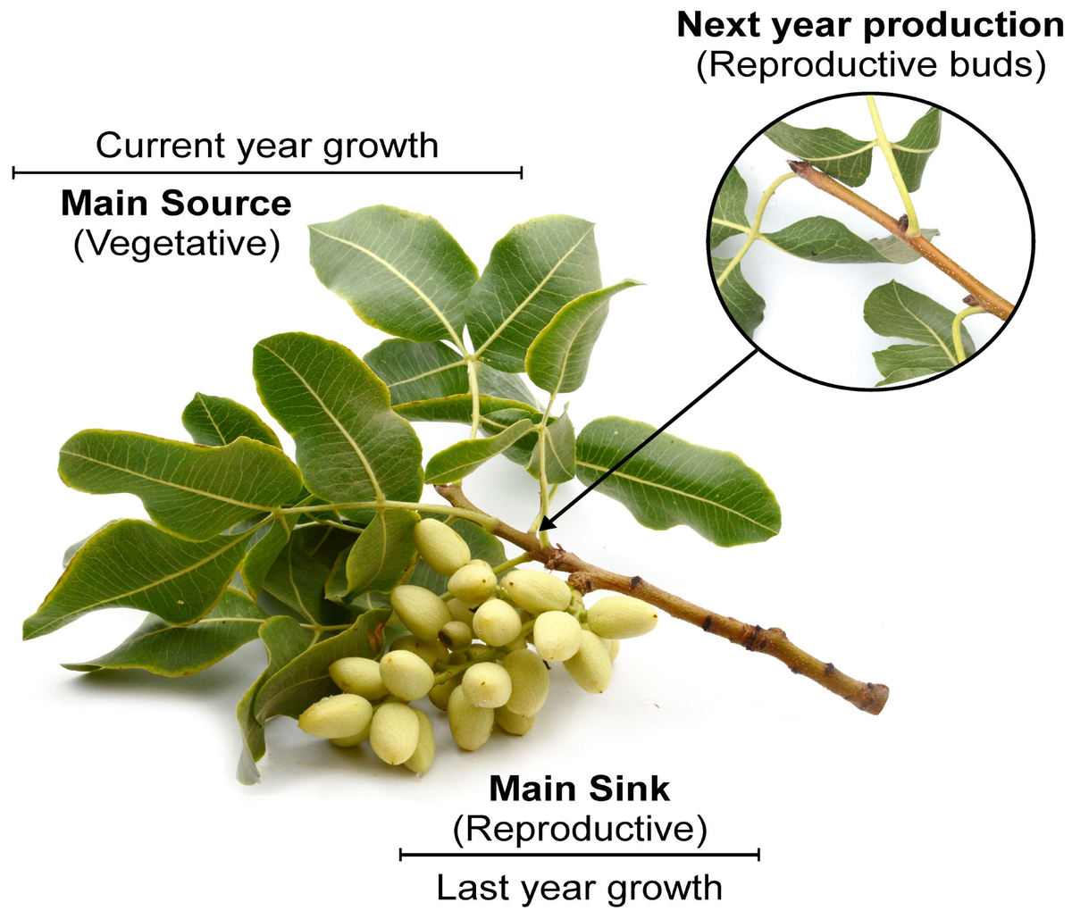 Frontiers | Interactive effect of branch source-sink ratio and leaf ...