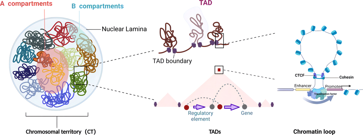 Frontiers | 3D genome organization and epigenetic regulation in ...