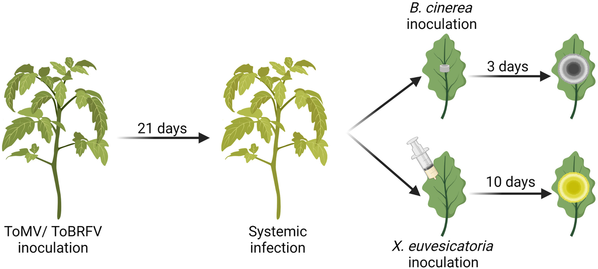Frontiers | Tobamovirus infection aggravates gray mold disease caused ...