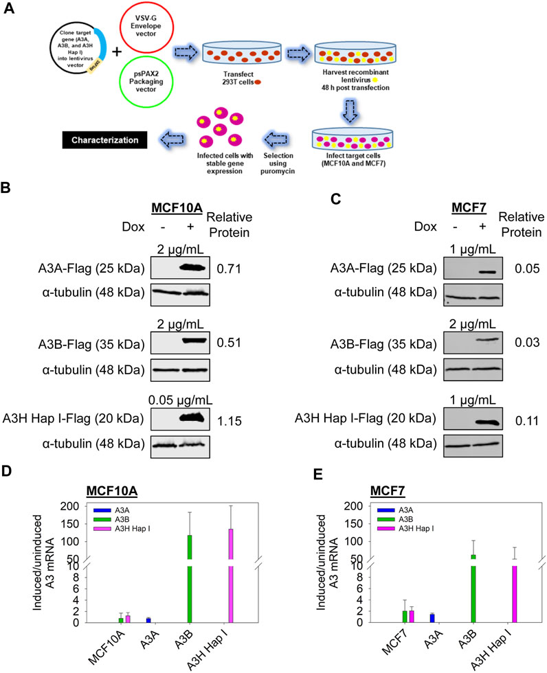 Frontiers | Similar deamination activities but different phenotypic ...