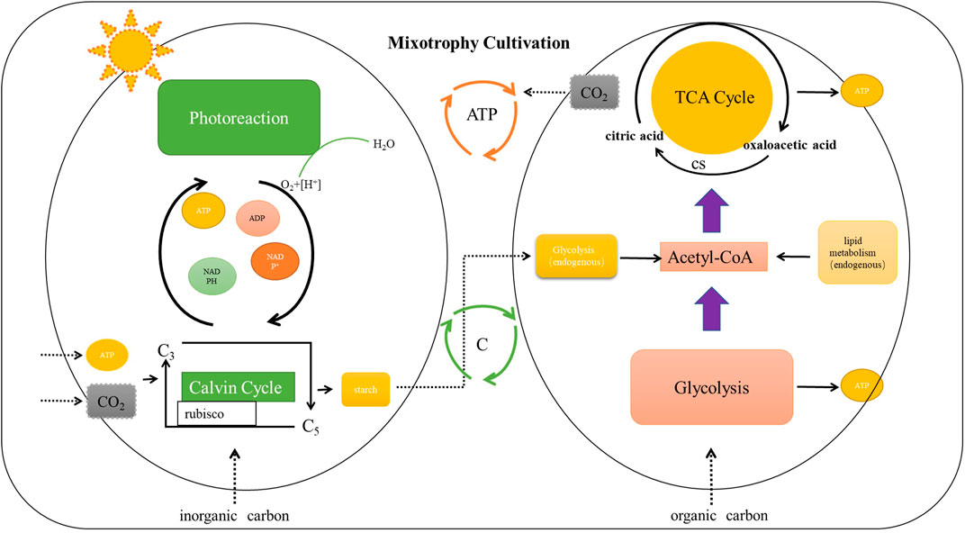 Frontiers | The role of microalgae culture modes in aquaculture: a ...