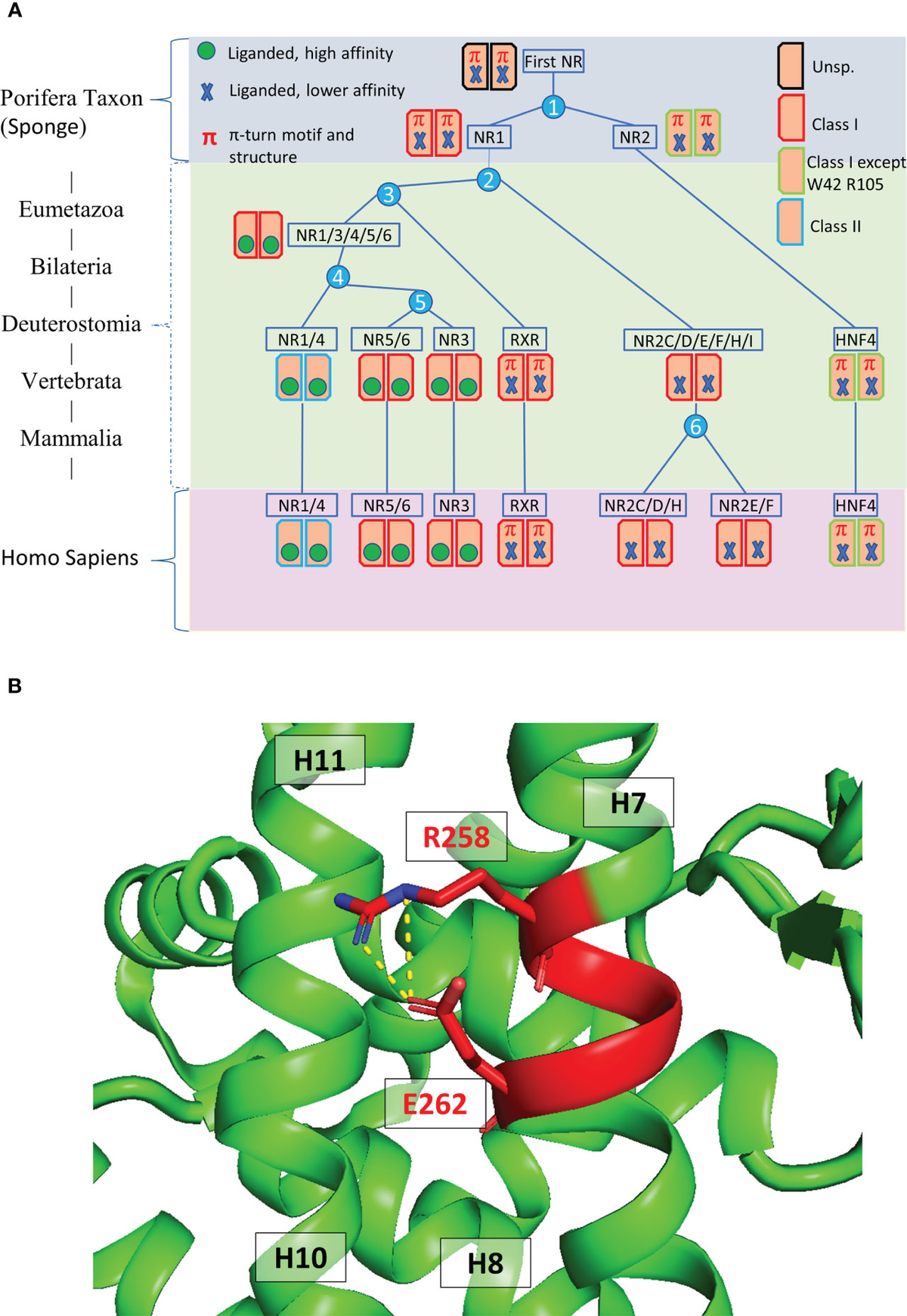 Frontiers | Structural insights into the HNF4 biology