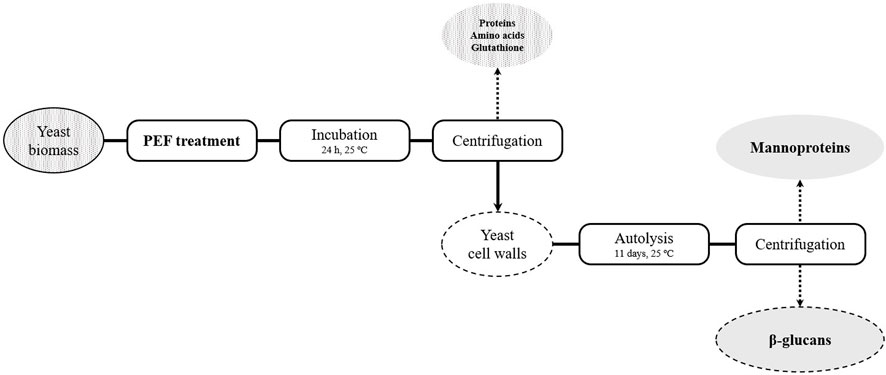 Frontiers | Sequential extraction of compounds of interest from yeast ...