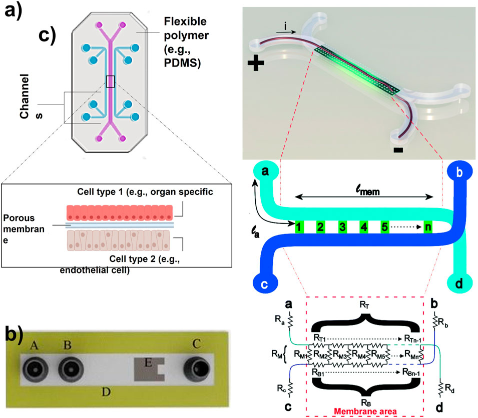 Frontiers | Technological advances for analyzing the content of organ ...