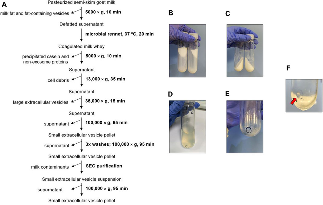 Frontiers | Isolation of goat milk small extracellular vesicles by ...
