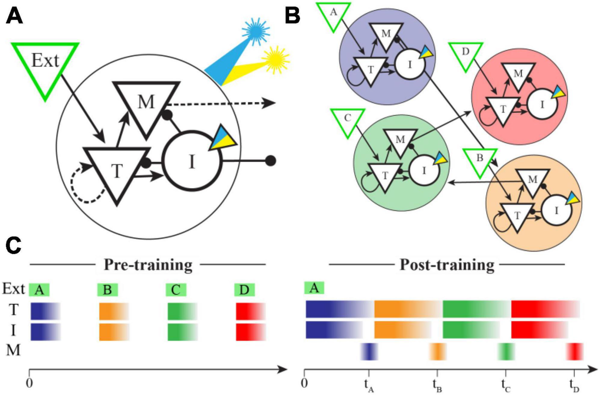 Frontiers | Optogenetic manipulation of inhibitory interneurons can be ...