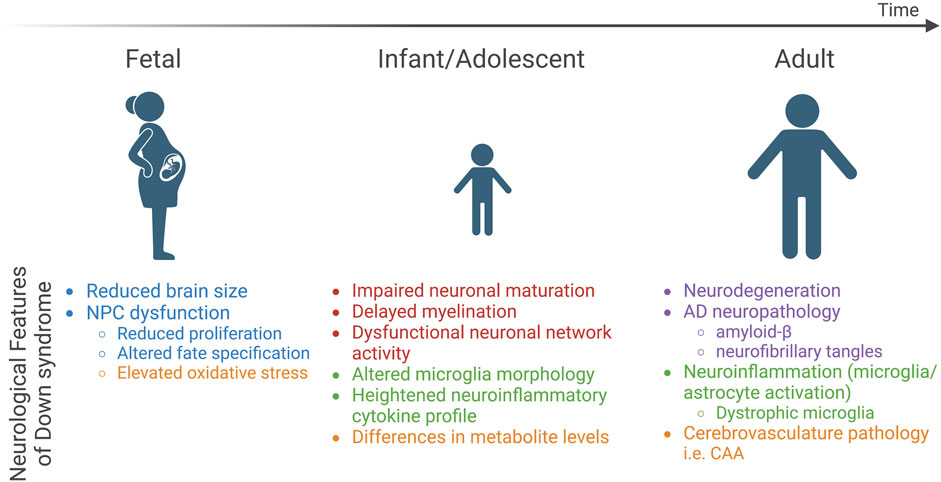 Frontiers | From neurodevelopment to neurodegeneration: utilizing human ...