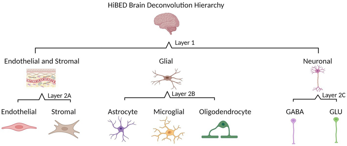 Frontiers | Hierarchical deconvolution for extensive cell type ...