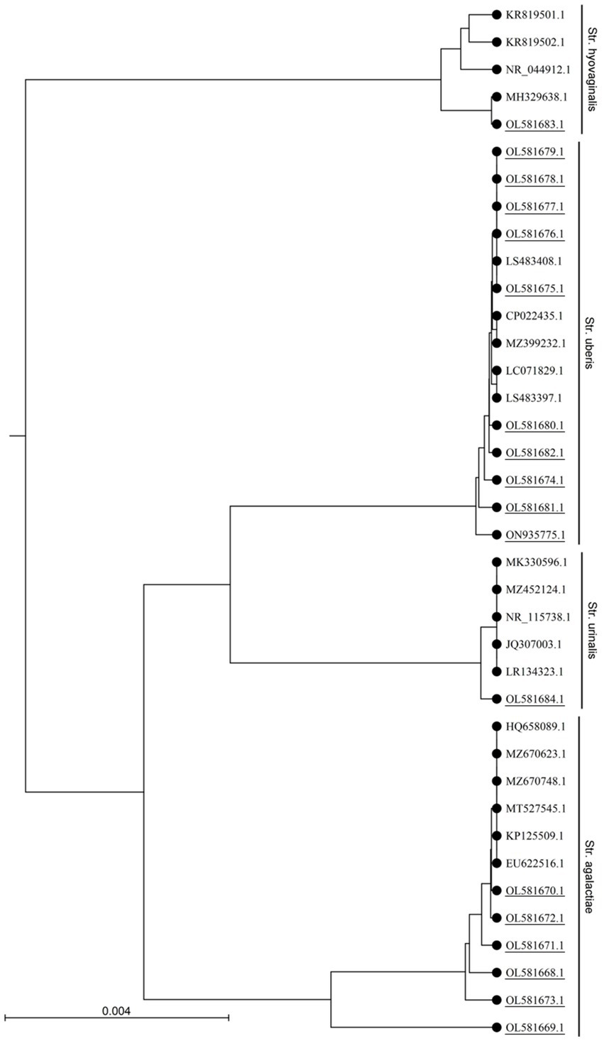 Frontiers | Diversity of Streptococcus spp. and genomic characteristics ...