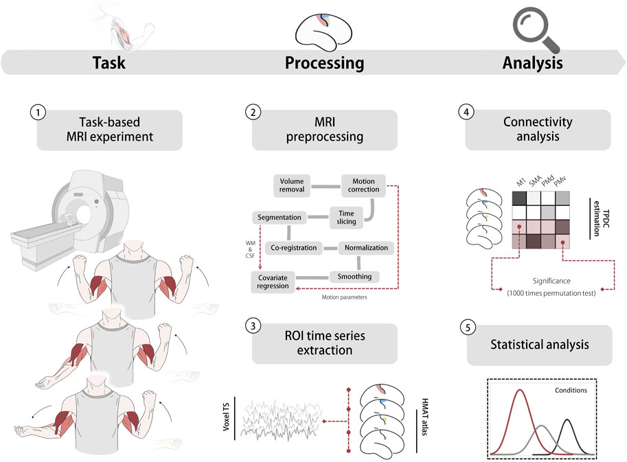 Frontiers | The role of ipsilateral motor network in upper limb movement