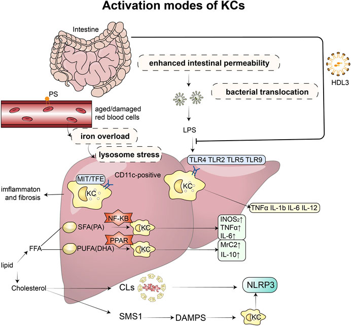 Frontiers | Activation of Kupffer cells in NAFLD and NASH: mechanisms ...