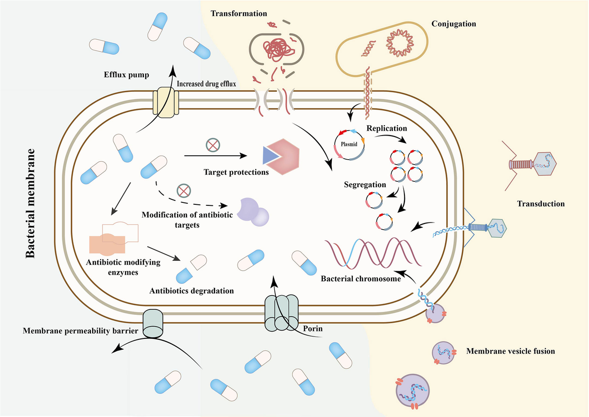 Frontiers | Antimicrobial resistance and mechanisms of epigenetic ...