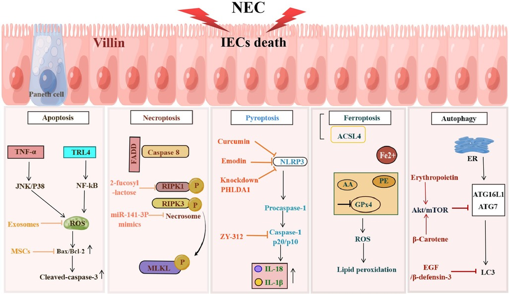 Frontiers | Programmed death of intestinal epithelial cells in neonatal ...
