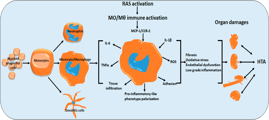 Frontiers | Role of monocytes/macrophages in renin-angiotensin system ...
