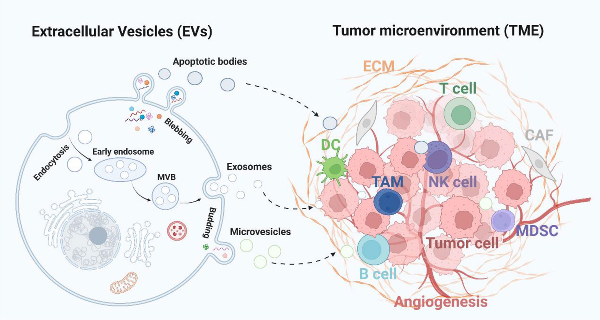 Frontiers | The extracellular vesicles targeting tumor microenvironment ...