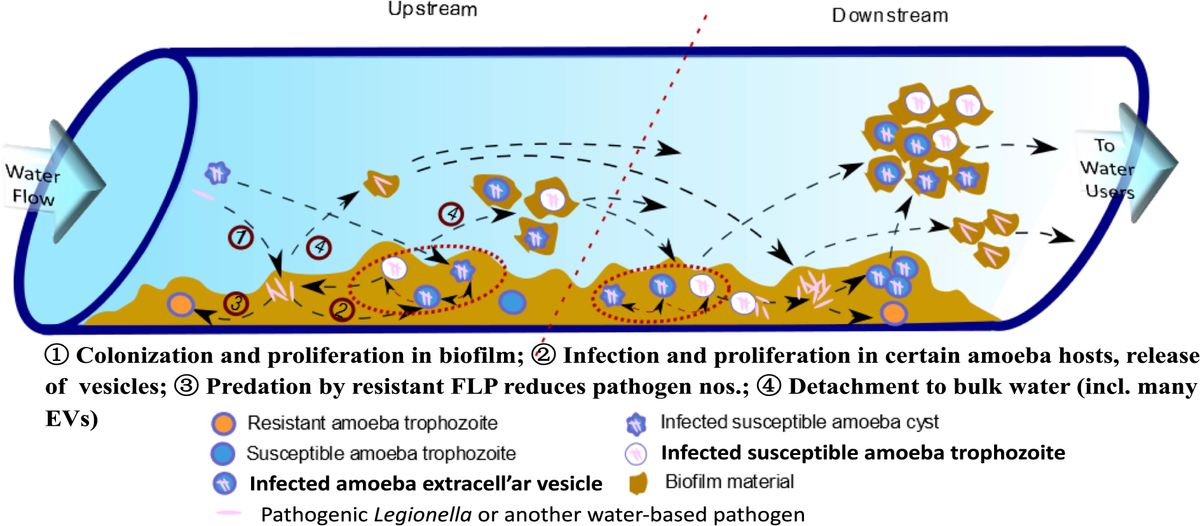 Frontiers | Conceptual model to inform Legionella–amoebae control ...