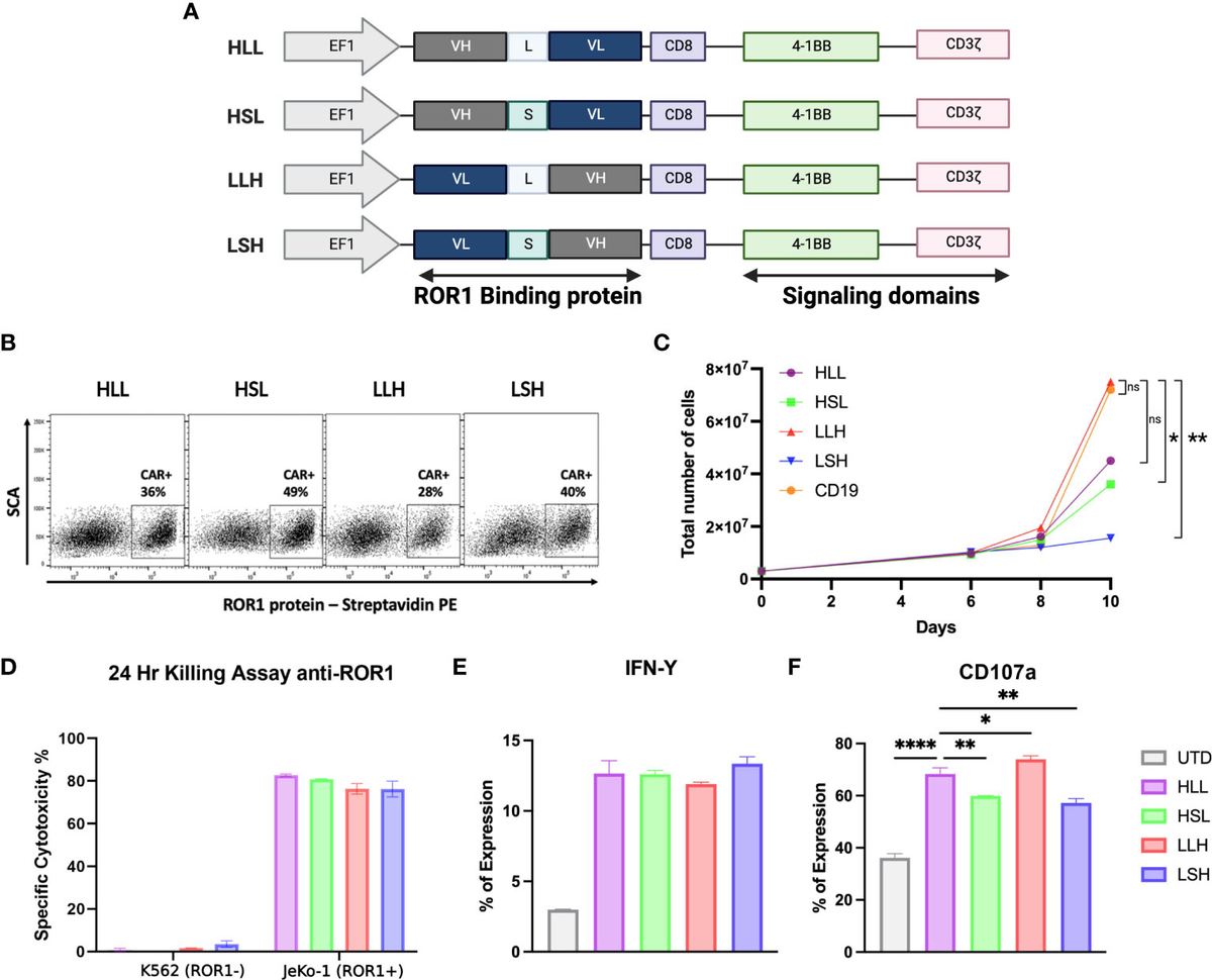 Frontiers | ICOS and OX40 tandem co-stimulation enhances CAR T-cell ...