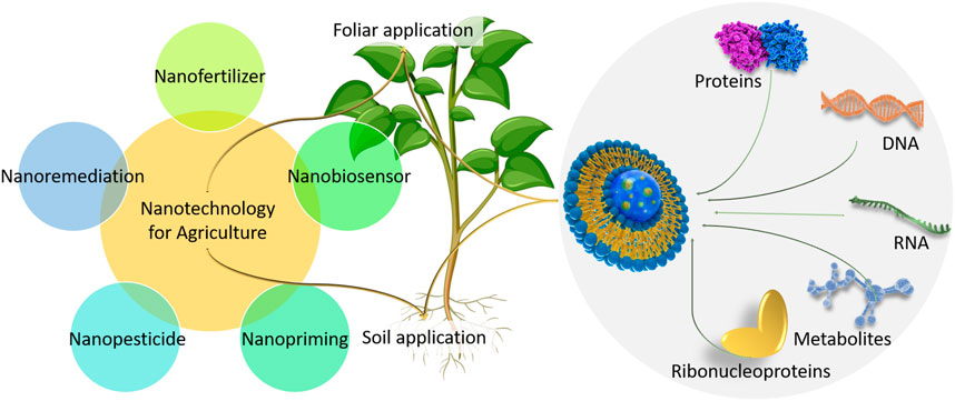 Frontiers | Regulation and safety measures for nanotechnology-based ...
