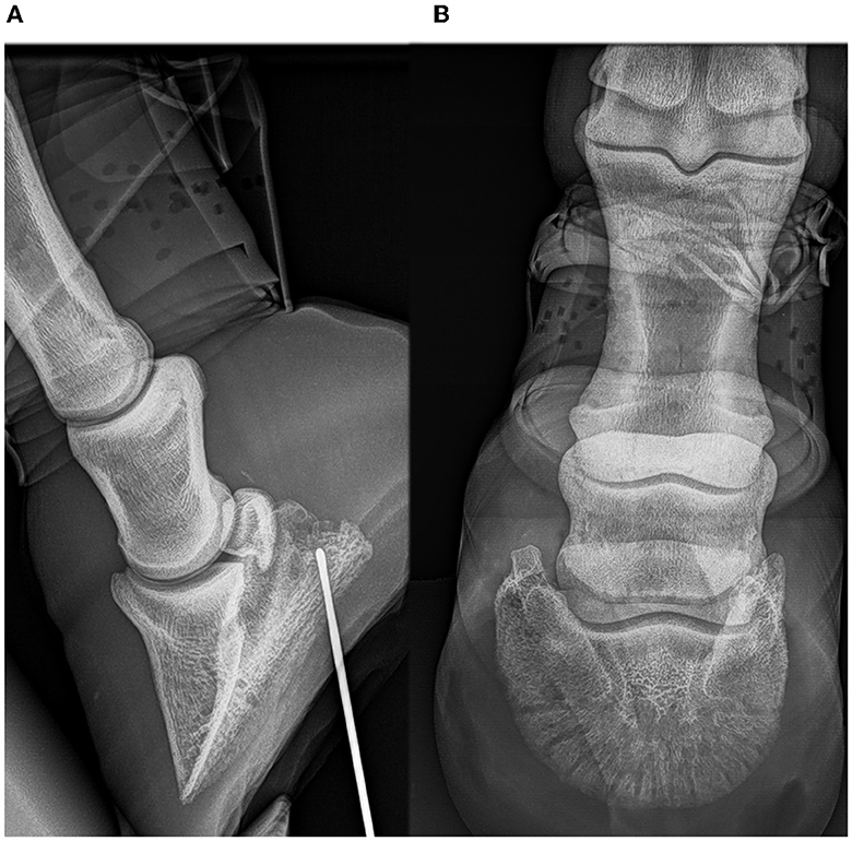 Frontiers | Post-mortem feasibility of dual-energy computed tomography ...