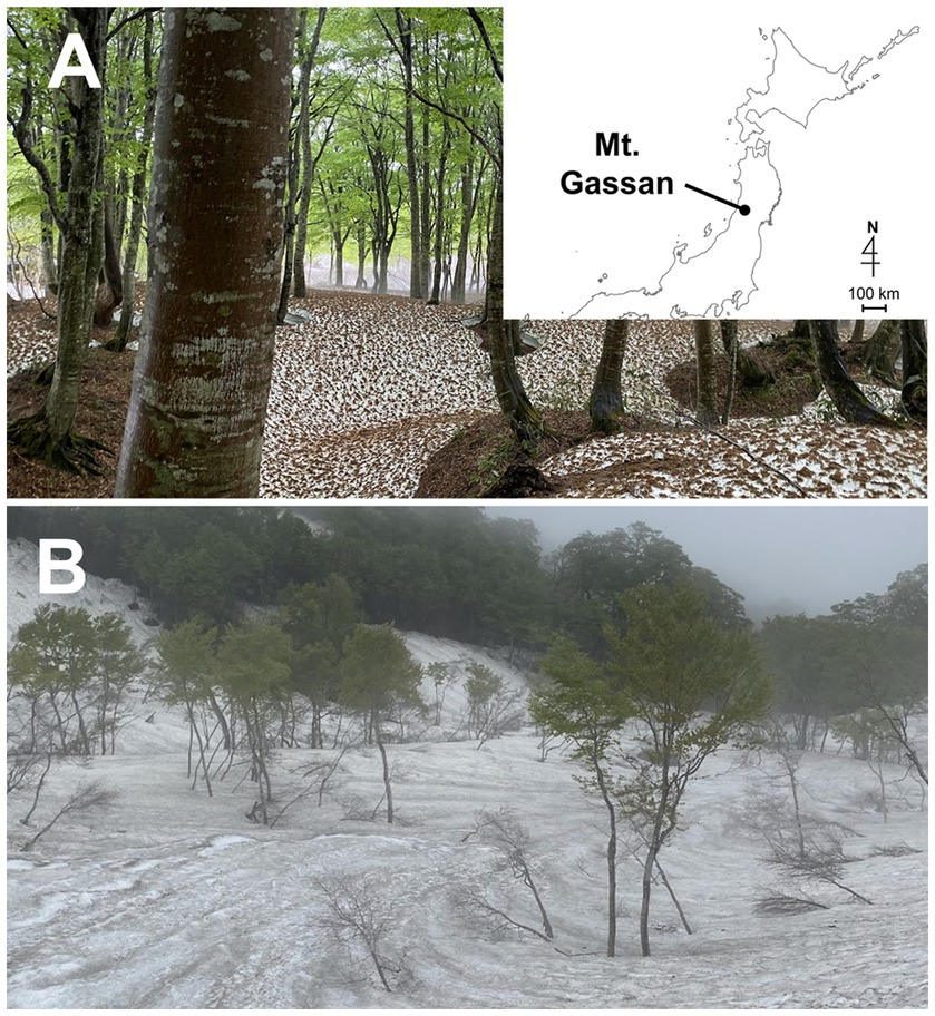 Frontiers | Novel parasitic chytrids infecting snow algae in an alpine ...