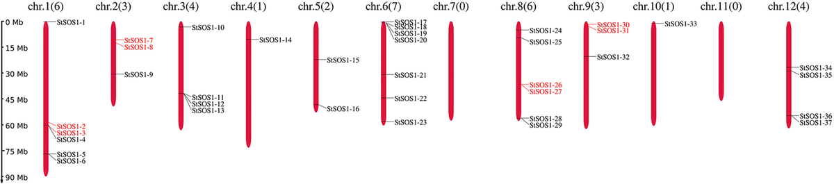 Frontiers | Genome-wide characterization of SOS1 gene family in potato ...