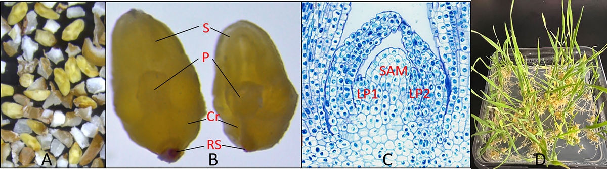 Frontiers | Agrobacterium-mediated direct transformation of wheat ...