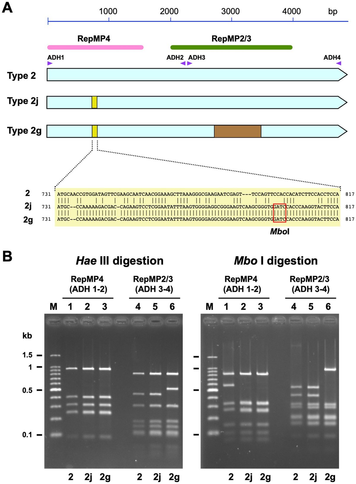 Frontiers | Genotyping of Mycoplasma pneumoniae strains isolated in ...