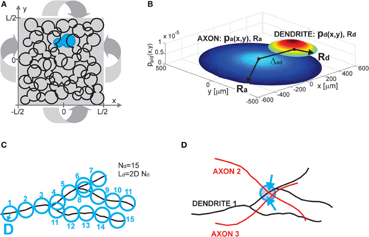 Frontiers | The effects of neuron morphology on graph theoretic ...